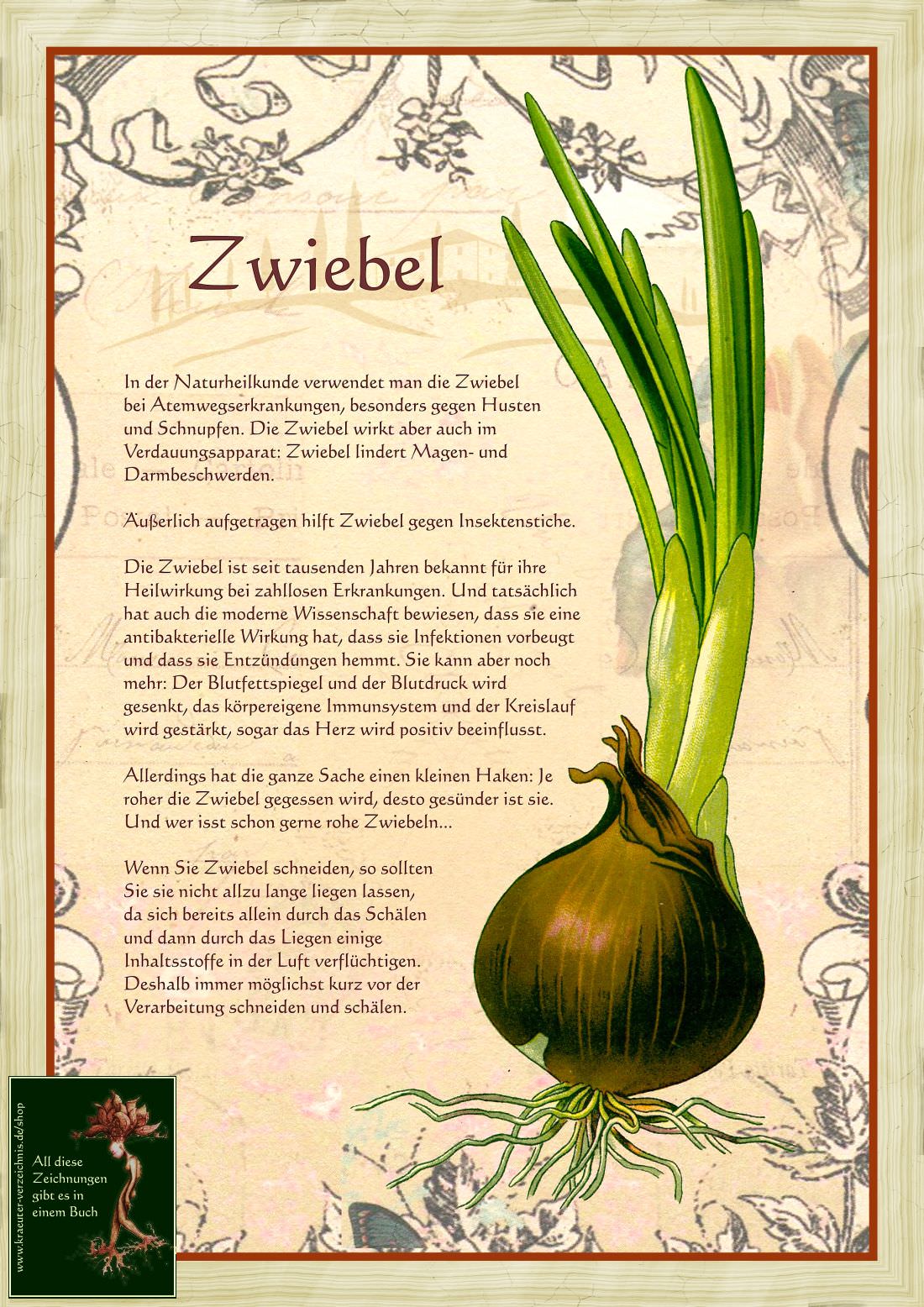 Schmerzstillende Heilkräuter